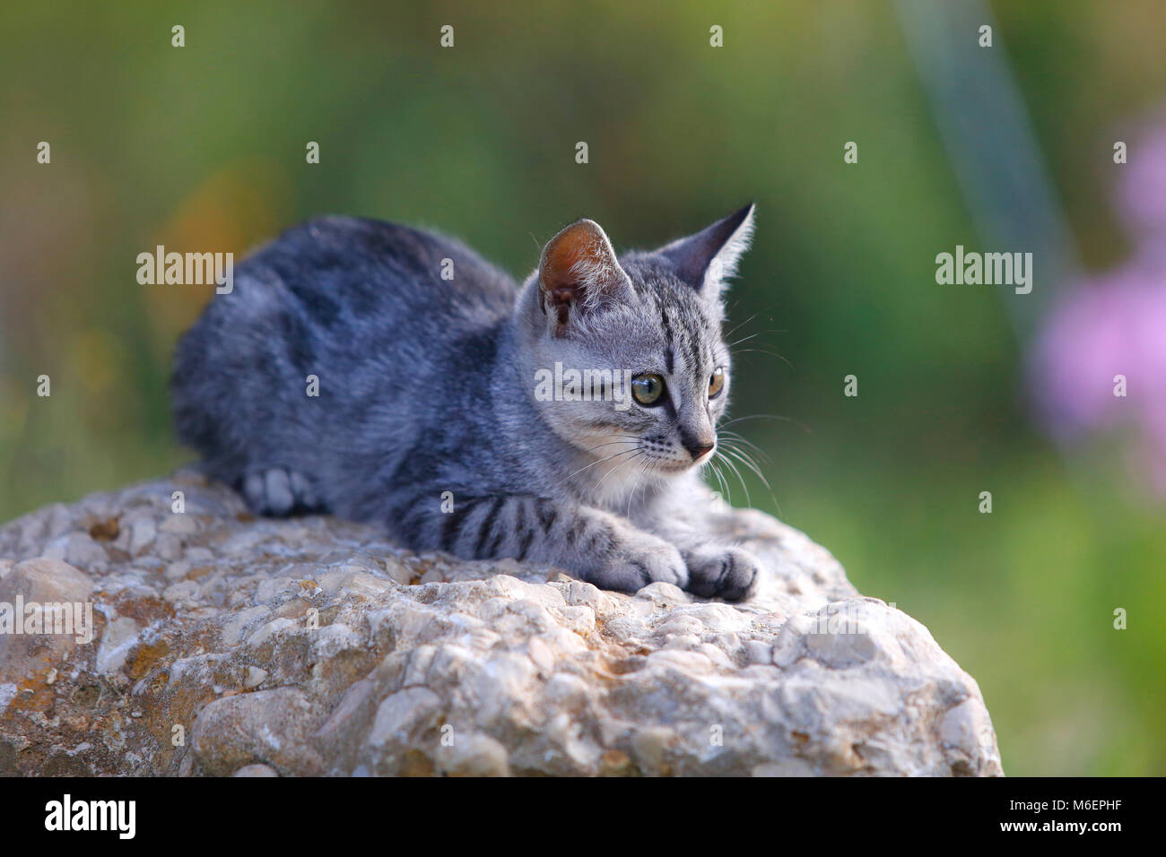 Cat kitten rock hi-res stock photography and images - Alamy
