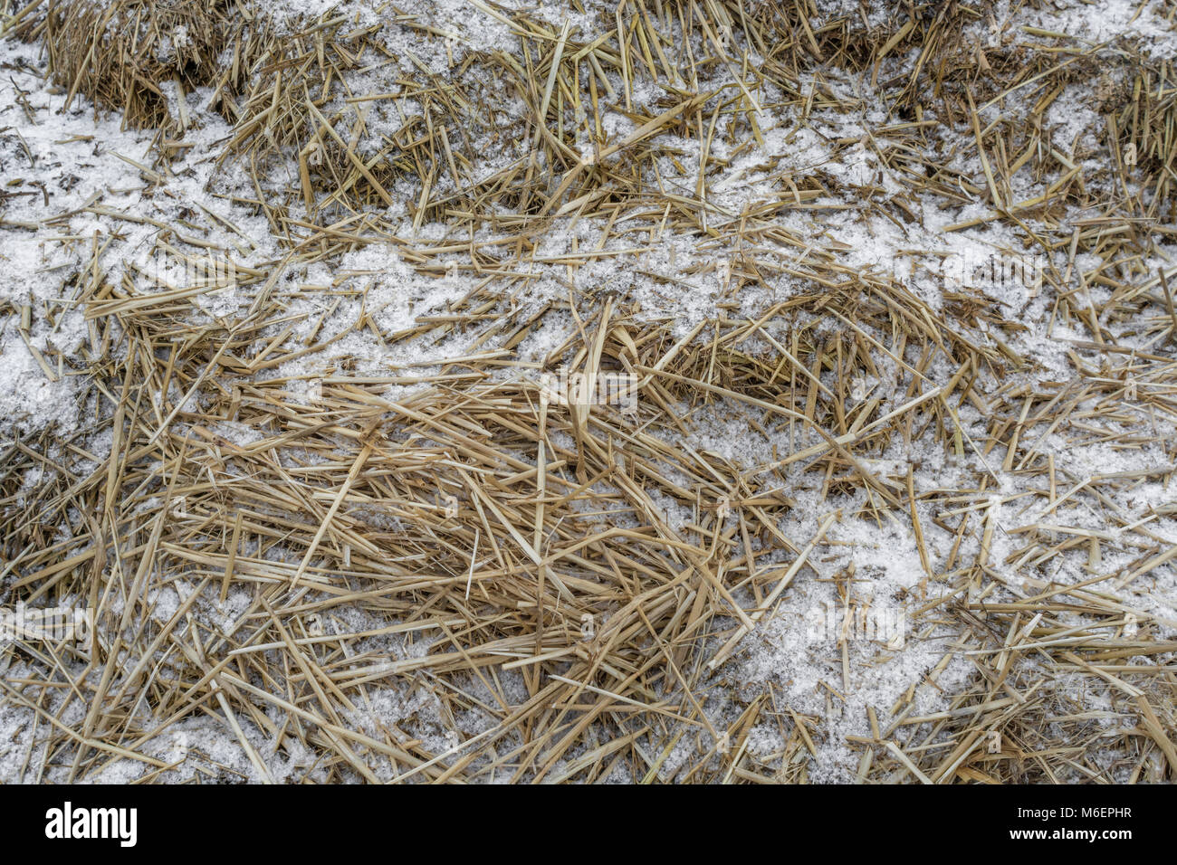 Frozen manure heap hi-res stock photography and images - Alamy