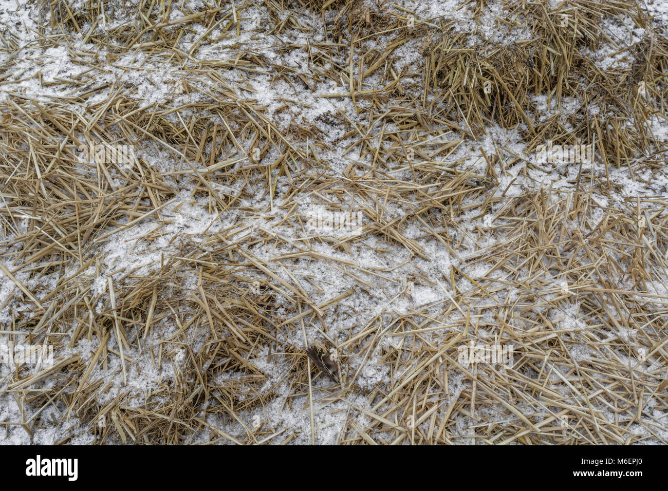 Hay strands hi-res stock photography and images - Alamy