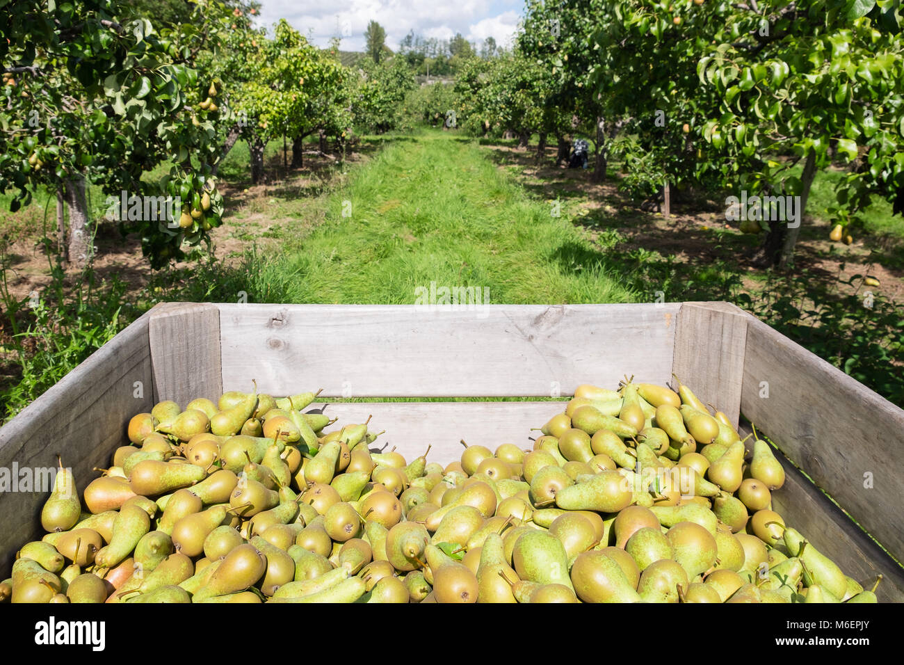 Pears in wooden box in pear orchard during harvest Stock Photo - Alamy