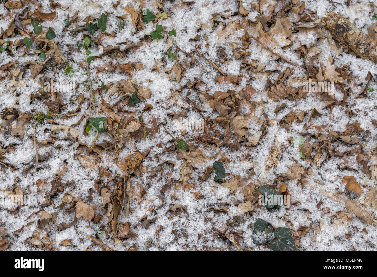 Snow sprinkle leaves hi-res stock photography and images - Alamy