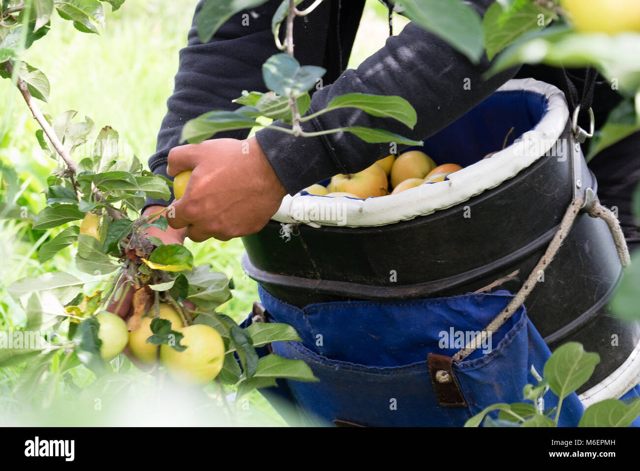 Picking apples by hand Stock Photo - Alamy