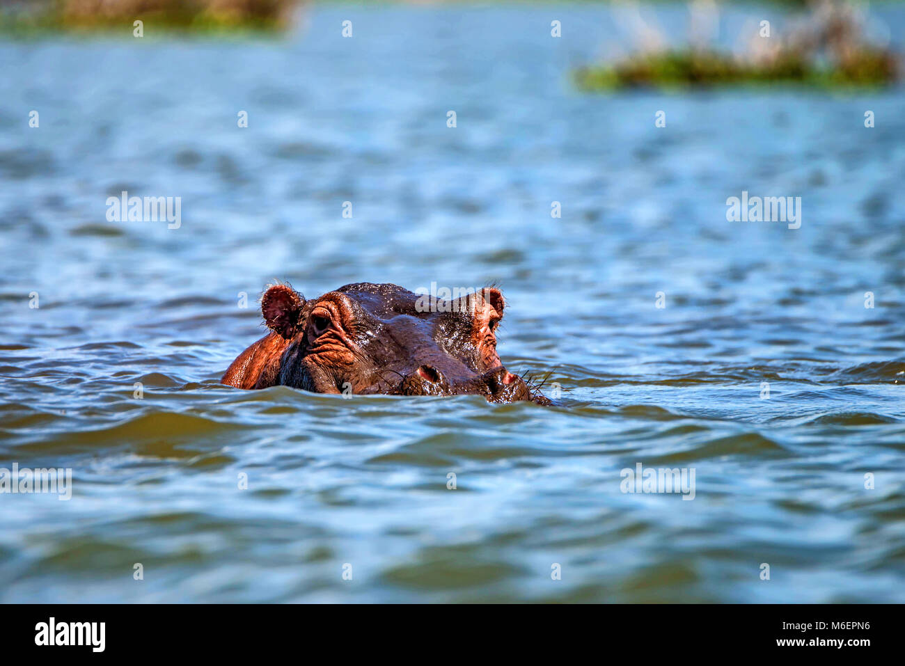 Close hippo or Hippopotamus amphibius in water Stock Photo - Alamy