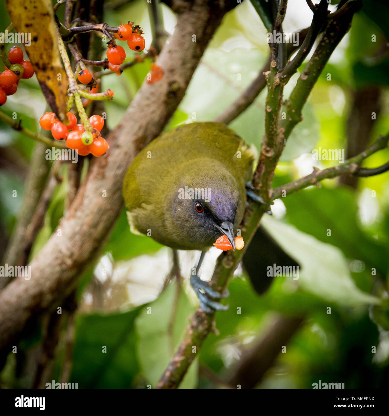Bellbird hi-res stock photography and images - Alamy