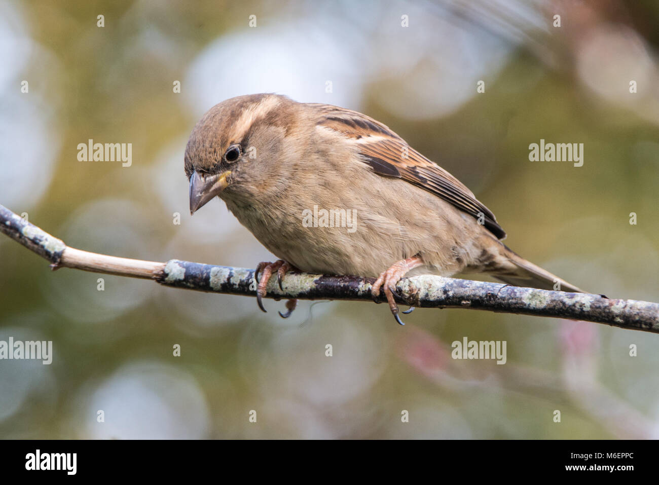 House Sparrow (female Stock Photo - Alamy