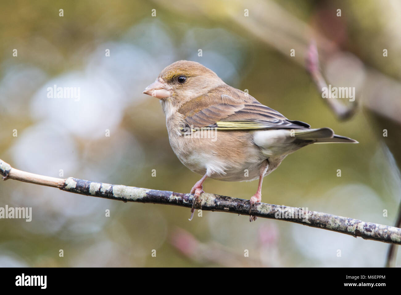 Female purple finch hi-res stock photography and images - Alamy