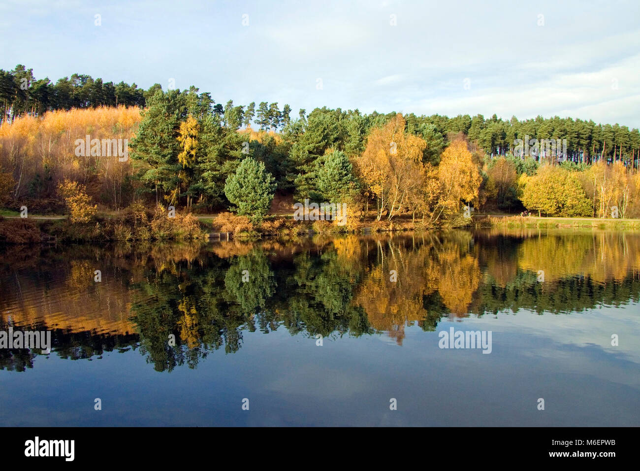 Woodland in autumn around Fair Oak pools with tints and hues reflecting ...