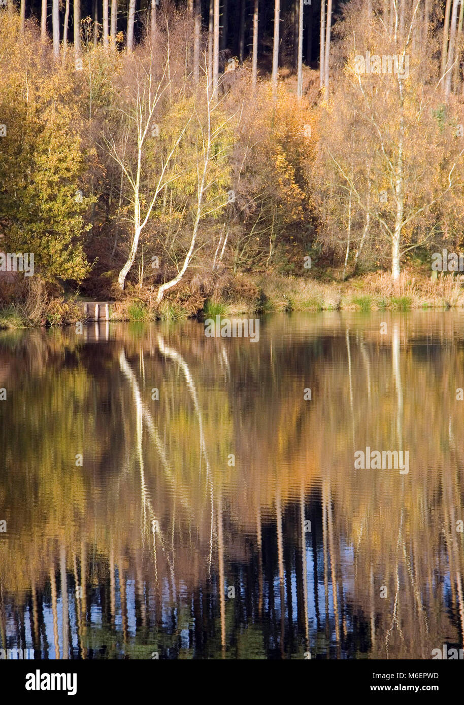 Woodland in autumn around Fair Oak pools with tints and hues reflecting ...