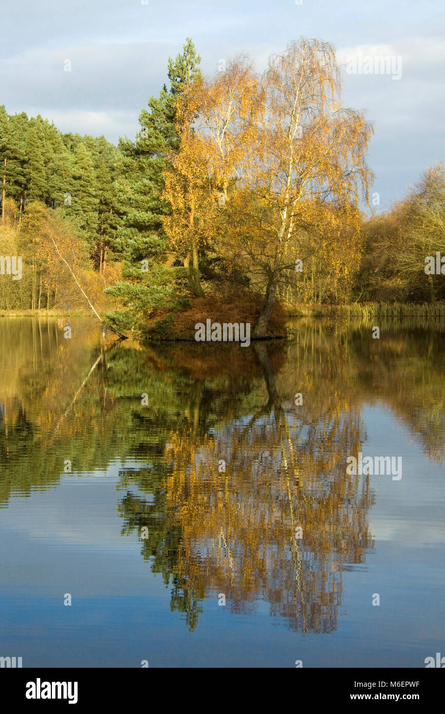 Woodland in autumn around Fair Oak pools with tints and hues reflecting ...