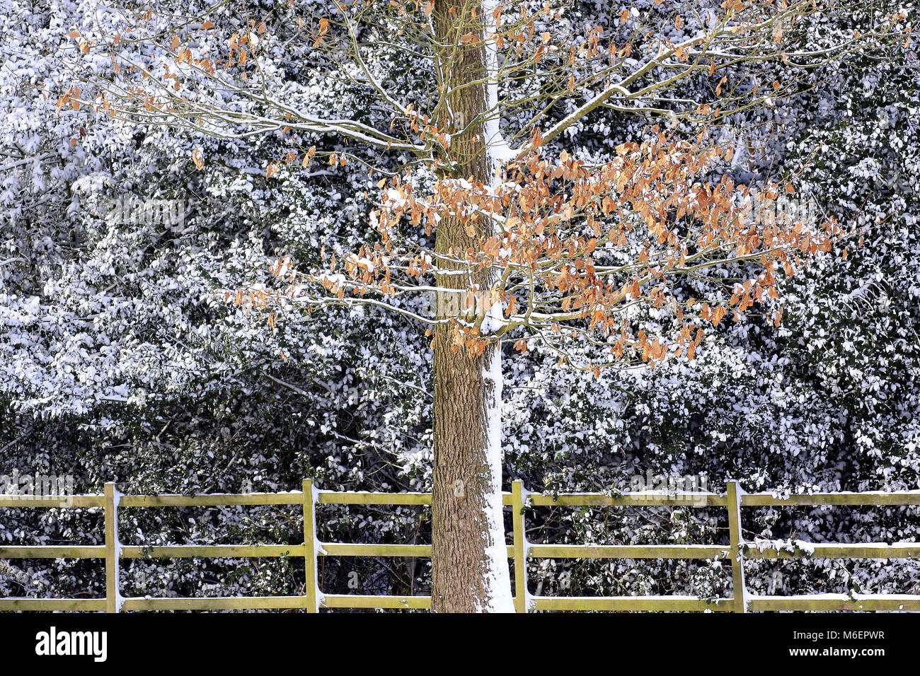 Snow covered branches of a Larch tree on edges of woodland thicket in ...