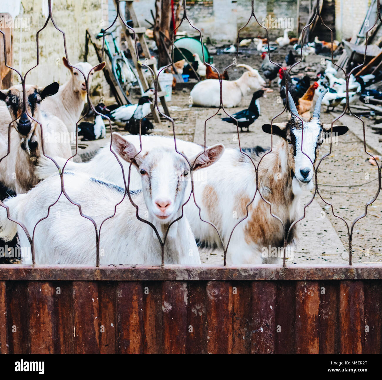 Goats in the yard Stock Photo - Alamy