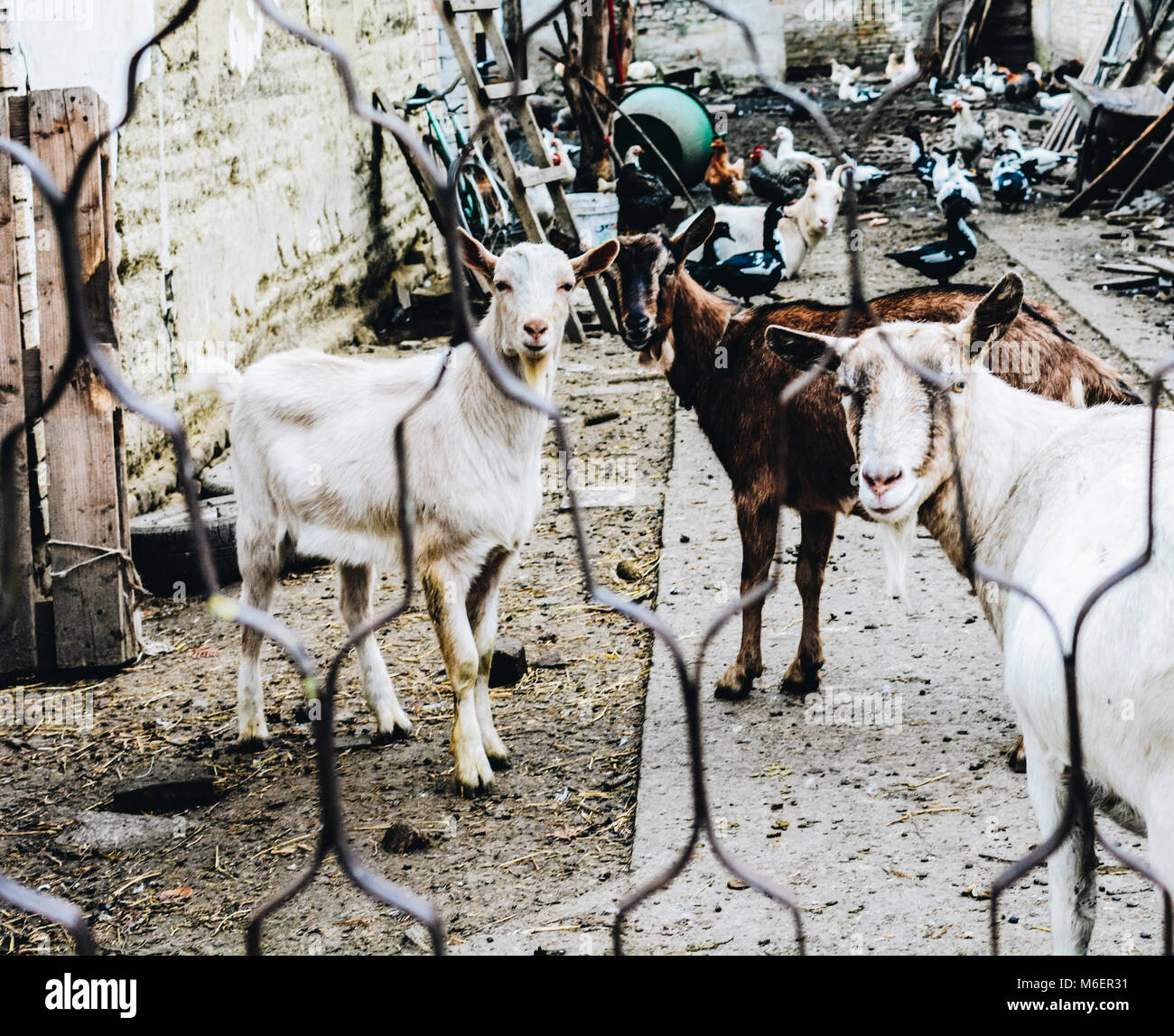 Goats in the yard Stock Photo - Alamy