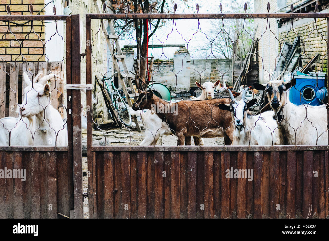 Goats in the yard Stock Photo - Alamy