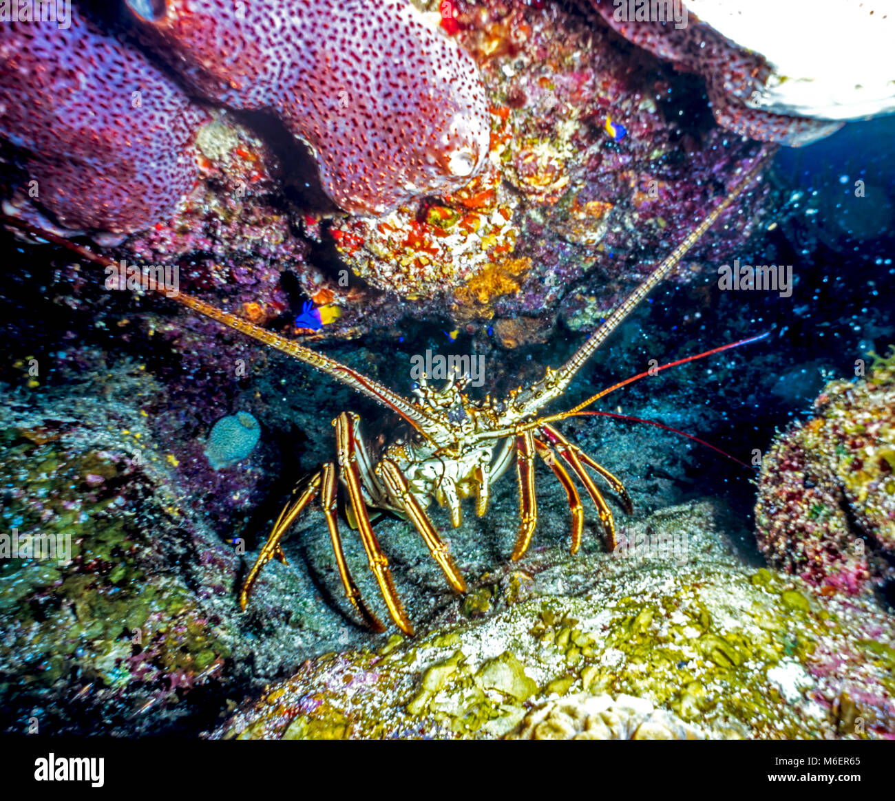 Panulirus argus, the Caribbean spiny lobster species of spiny lobster ...