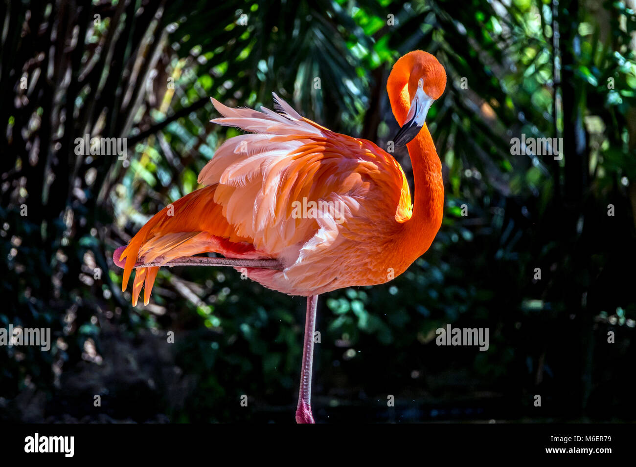 greater flamingo, Phoenicopterus roseus is the most widespread species ...