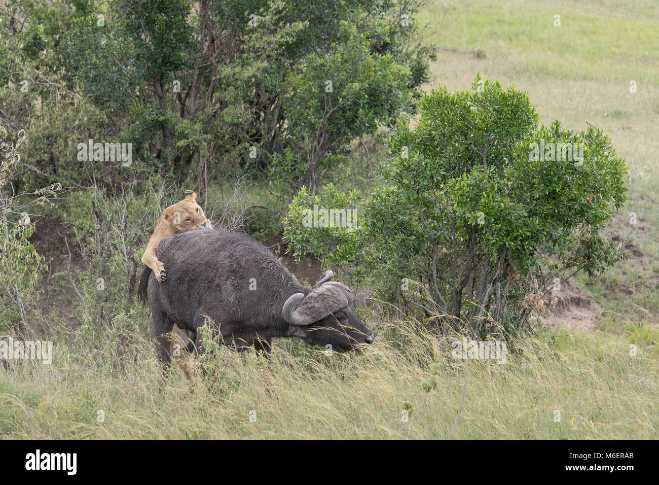 Buffalo Kill by Lions - African Wildlife Stock Photo - Alamy