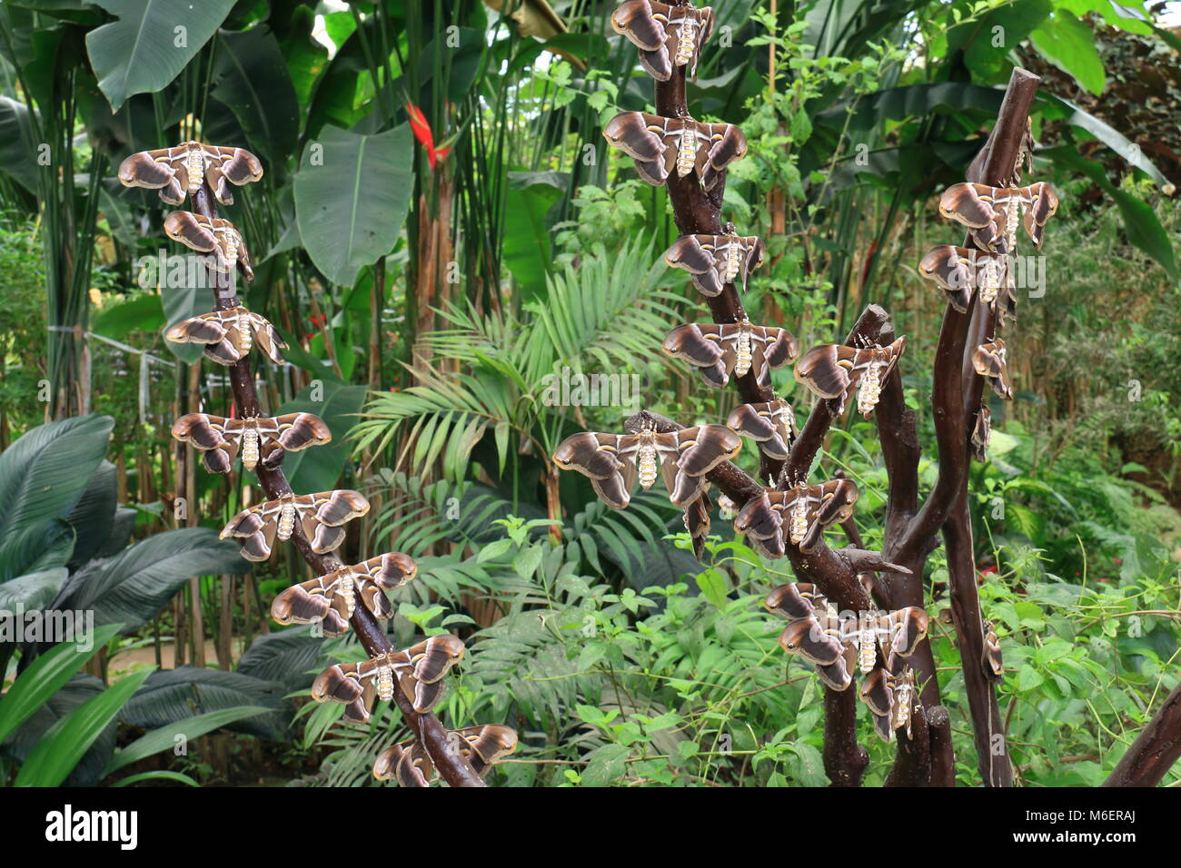 Many butterflies hi-res stock photography and images - Alamy