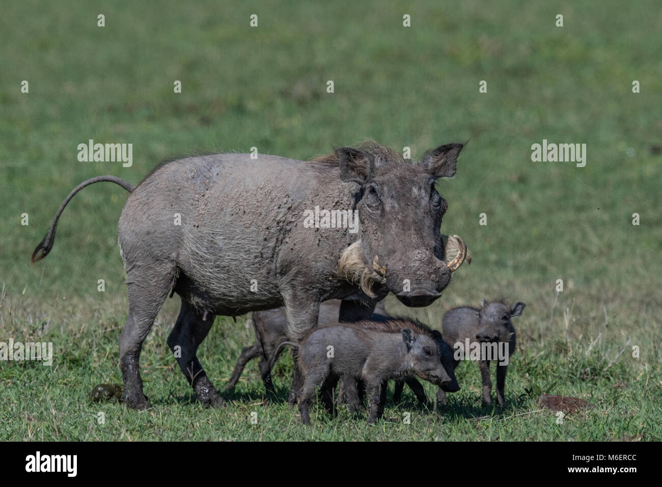Wart Hog Family - African Wildlife Stock Photo - Alamy