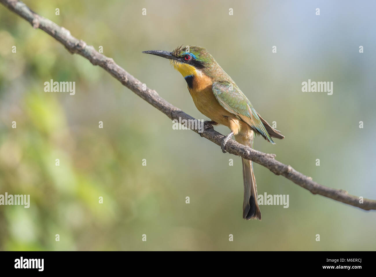 Little Bee Eater - African Wildlife Stock Photo - Alamy