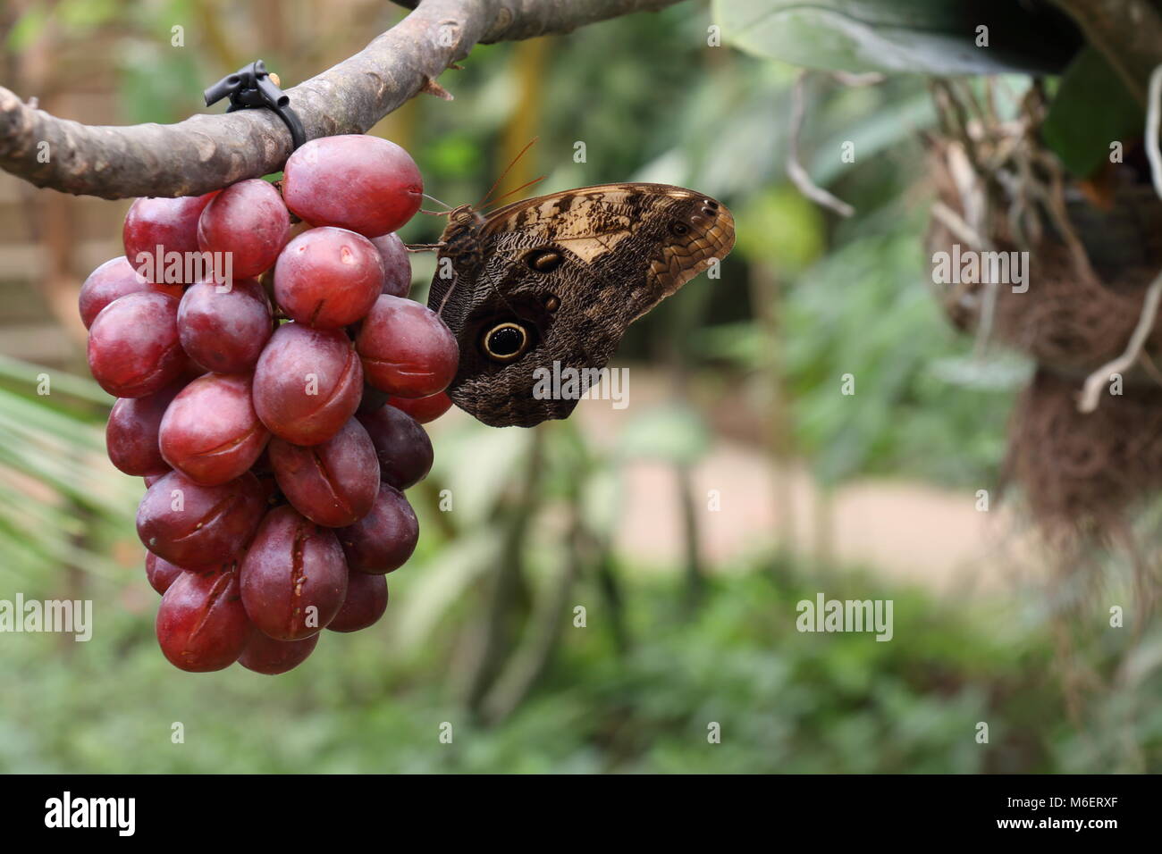 Insect Feeding Grapes High Resolution Stock Photography and Images - Alamy
