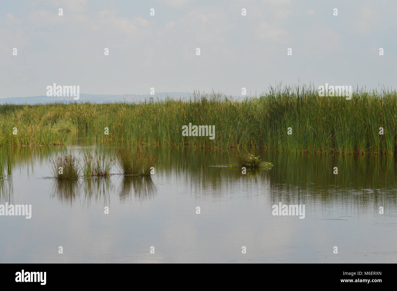 Marievale Bird Sanctuary in Nigel - South Africa , A famous and free ...
