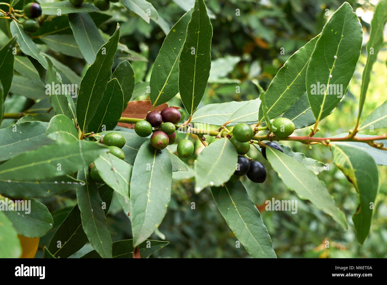 Laurus nobilis berries hi-res stock photography and images - Alamy