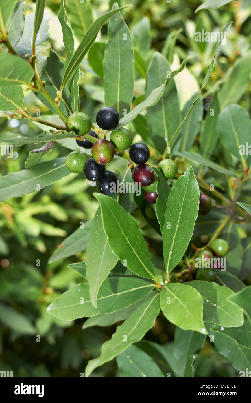 Laurus nobilis hi-res stock photography and images - Alamy