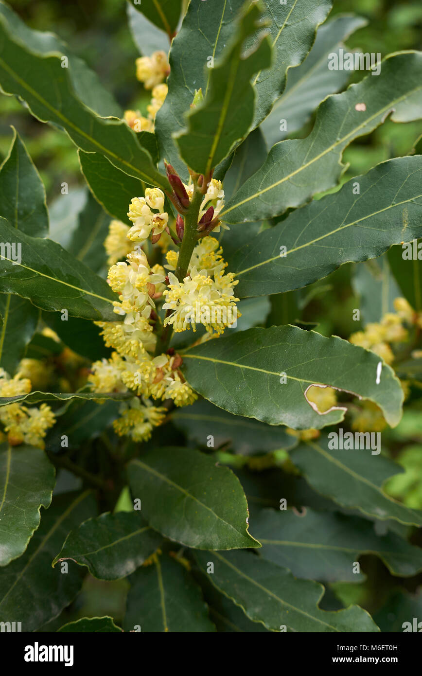 Laurus nobilis hi-res stock photography and images - Alamy