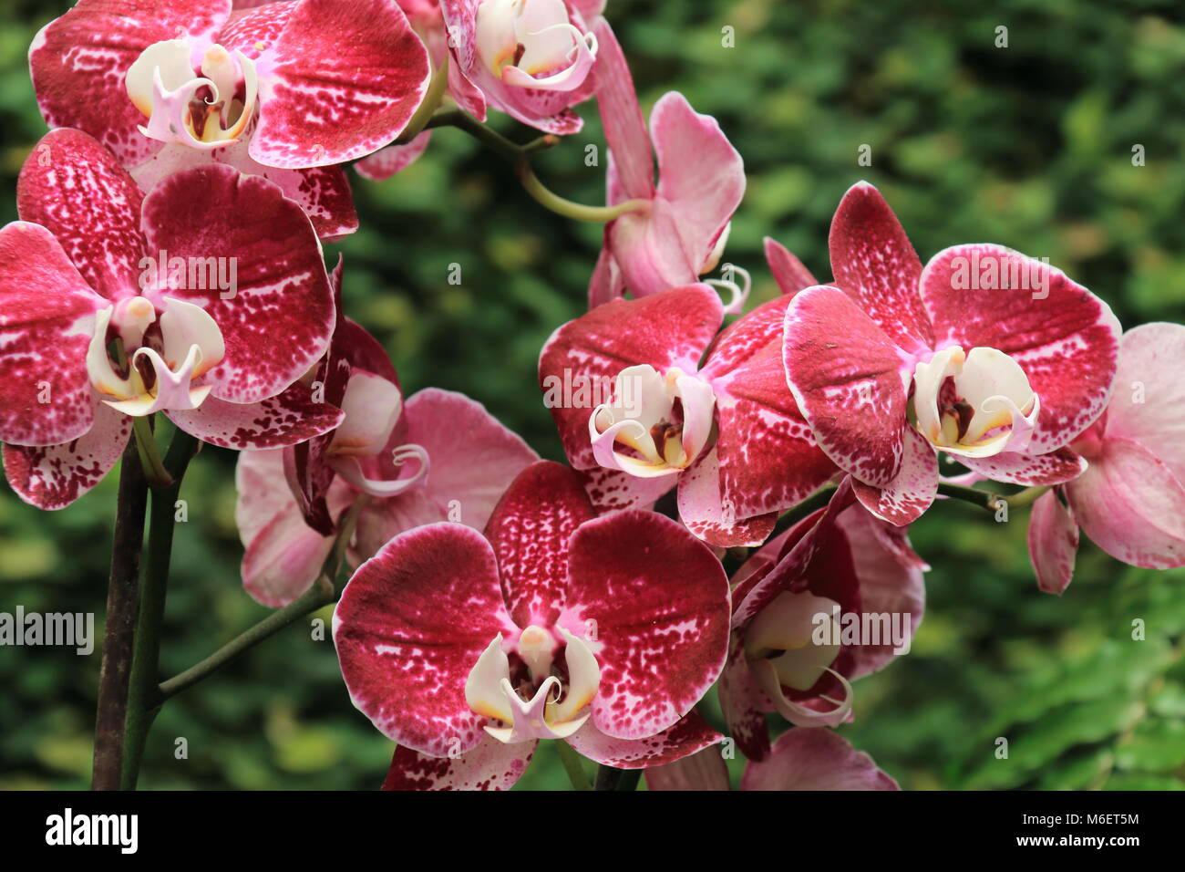 Wild orchids spain hi-res stock photography and images - Alamy