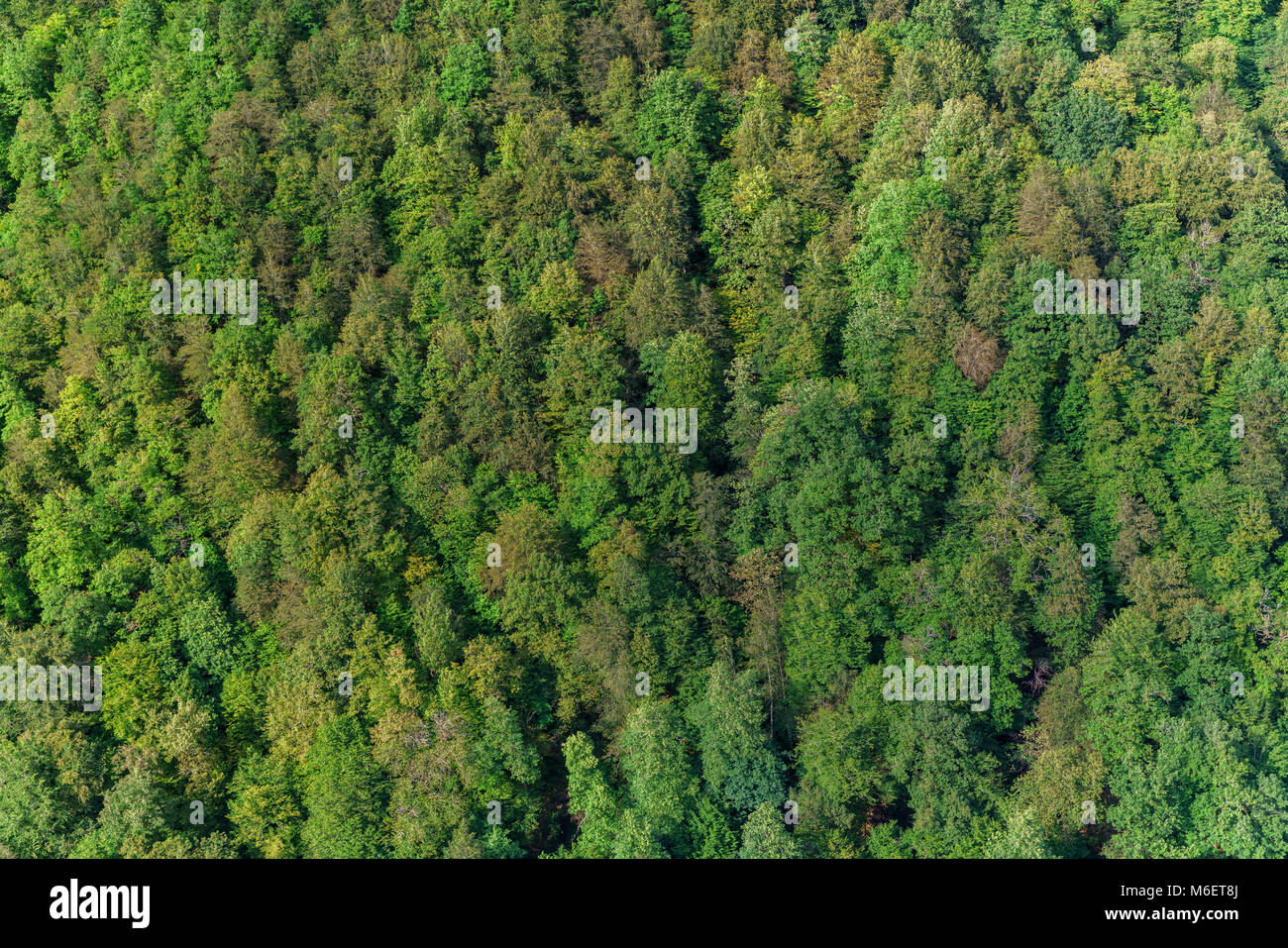 aerial view on forest, Caucasus, Russia Stock Photo - Alamy
