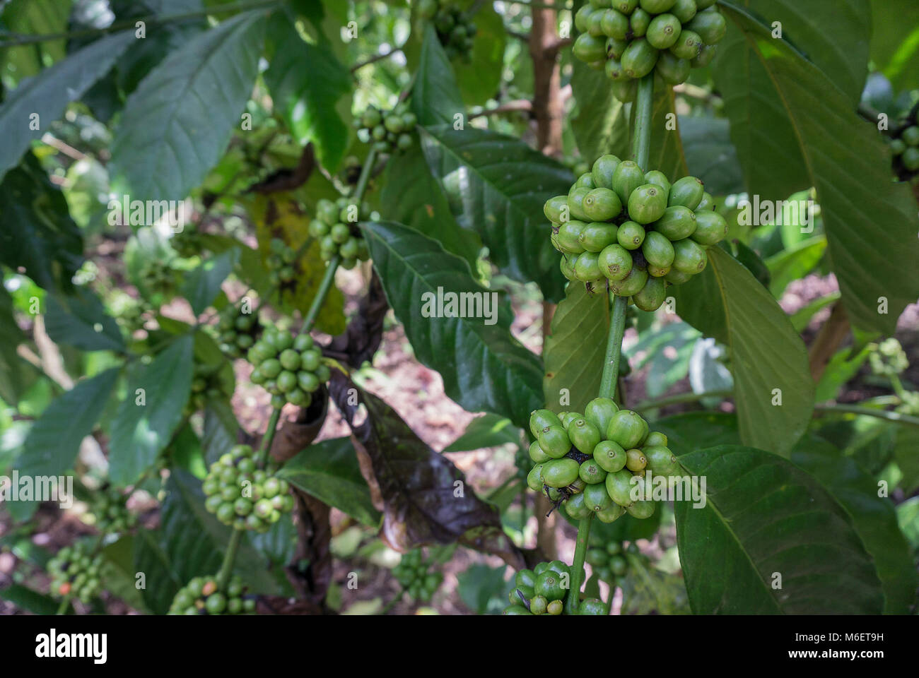 Java coffee plantations hi-res stock photography and images - Alamy