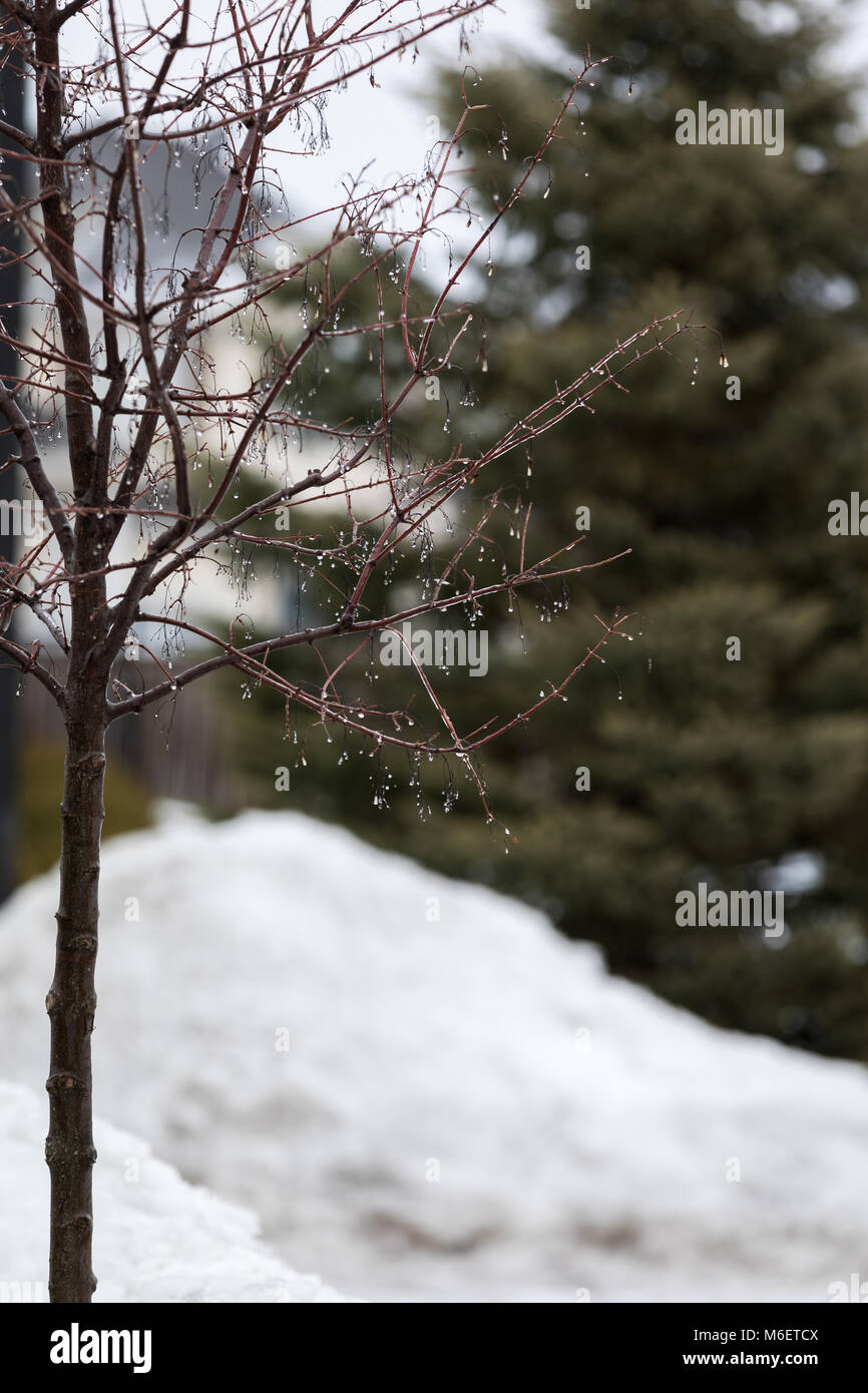 Frozen small tree on a cold winter morning Stock Photo - Alamy