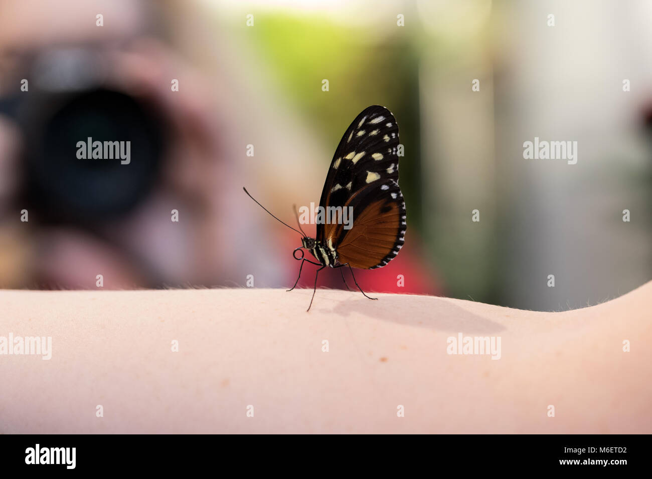 Butterfly posing for the camera Stock Photo - Alamy
