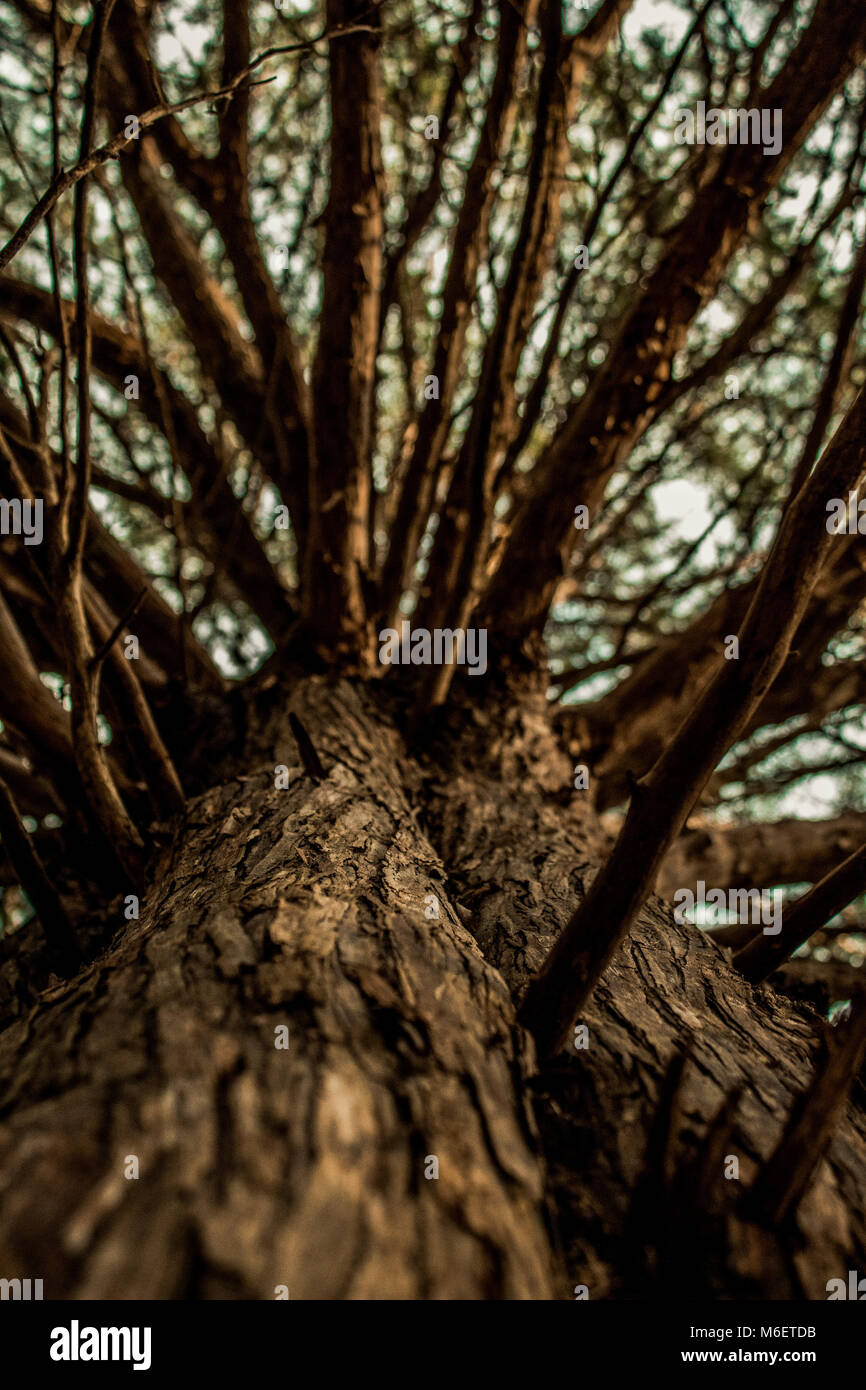 Looking Upwards into Tree Branches Stock Photo - Alamy