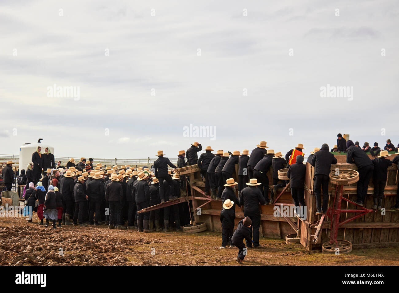 the crowd at a typical Amish festival called a "mud sale." Lancaster ...
