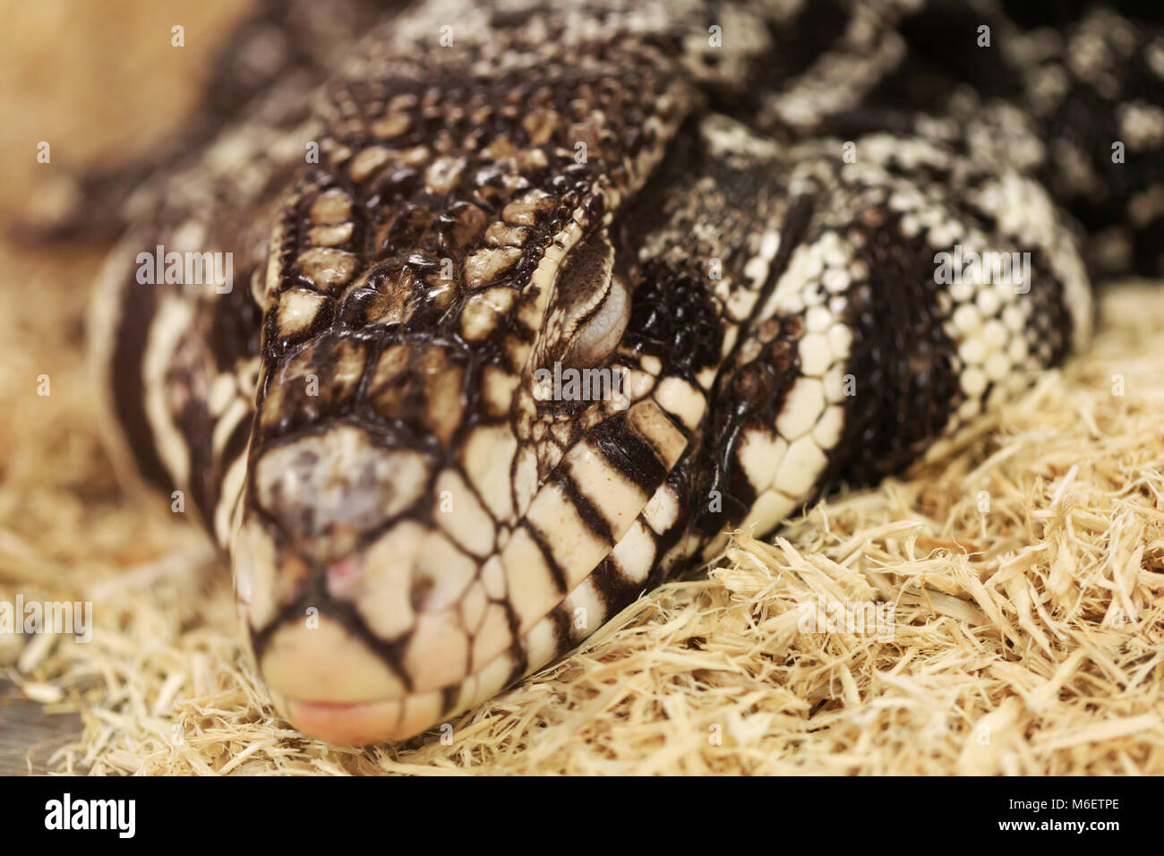 Adult tegu in sleep time, close-up portrait. Black and white tegu, also ...