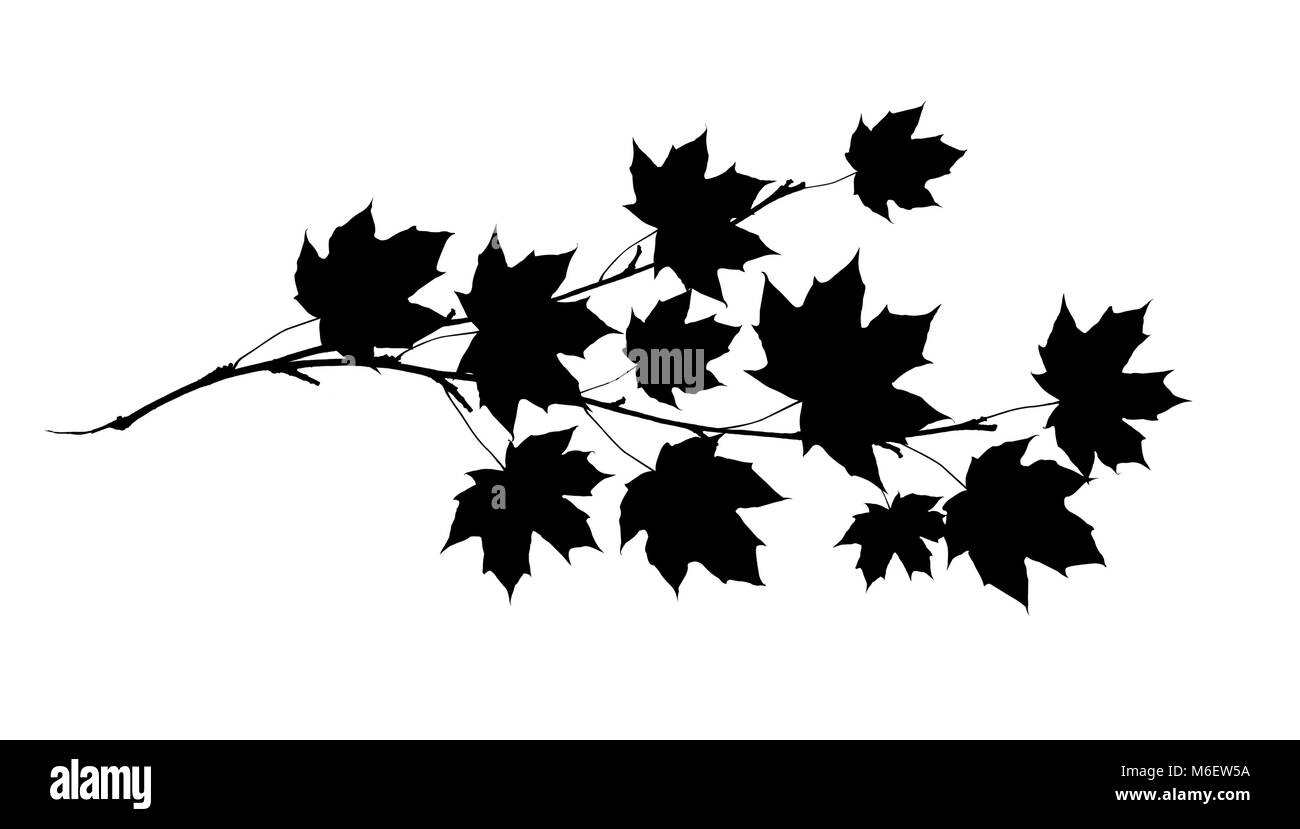 Black sihlouette of maple twig with leaves isolated on white Stock ...