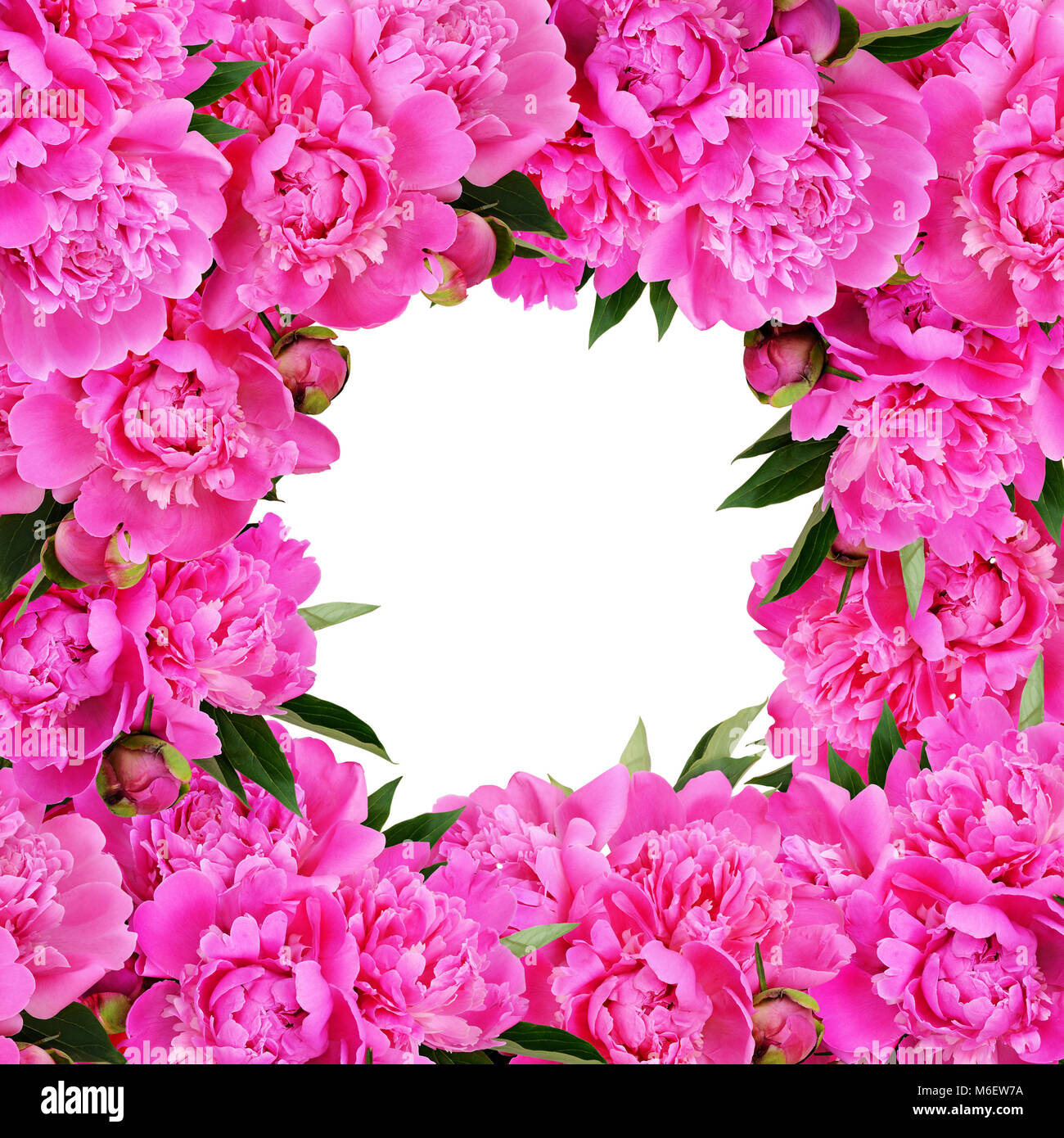 Pink peony flowers frame isoated on white background Stock Photo - Alamy