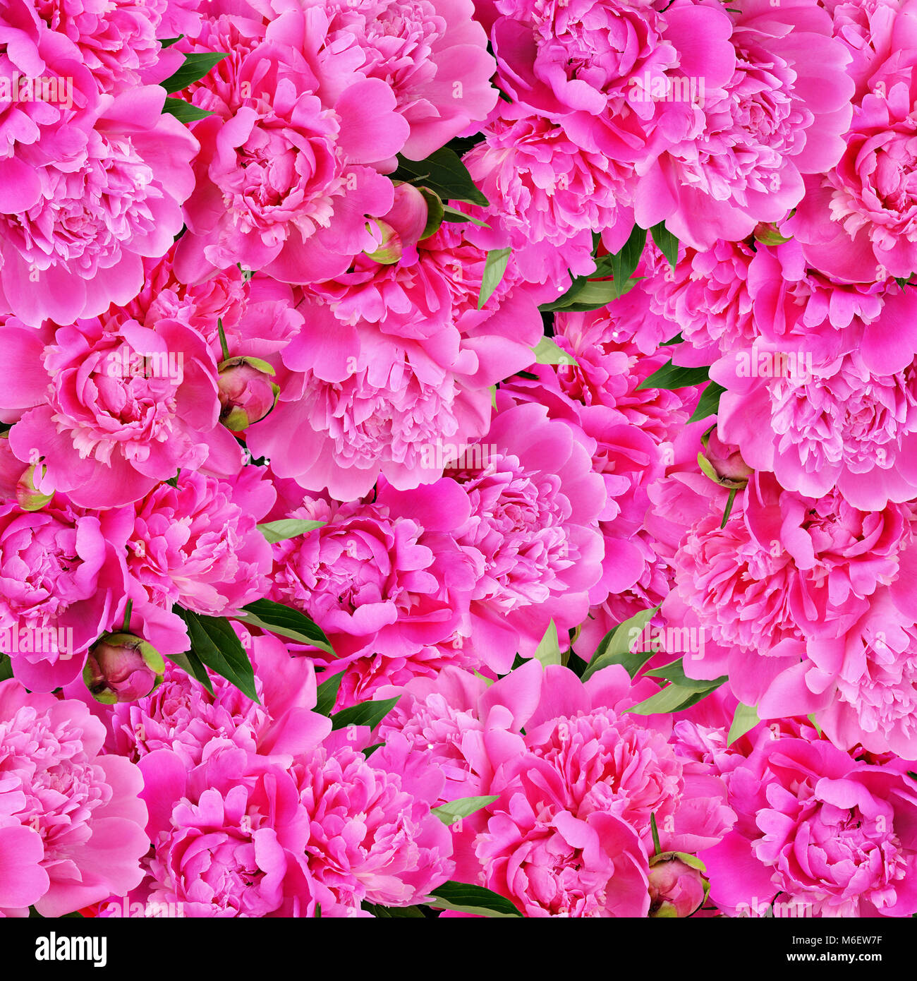 Pink peony flowers for background Stock Photo - Alamy