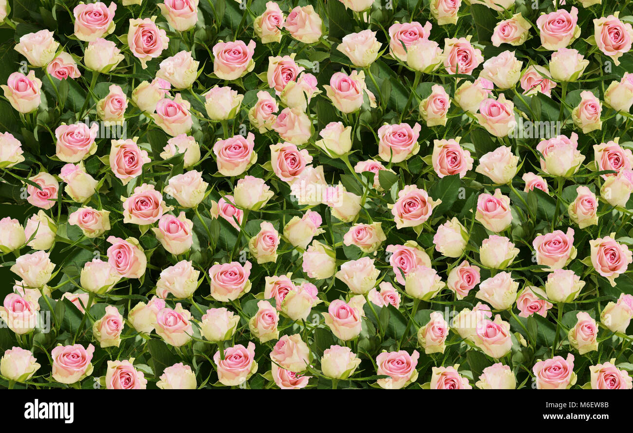 Beautiful white and pink roses flowers for floral background Stock ...