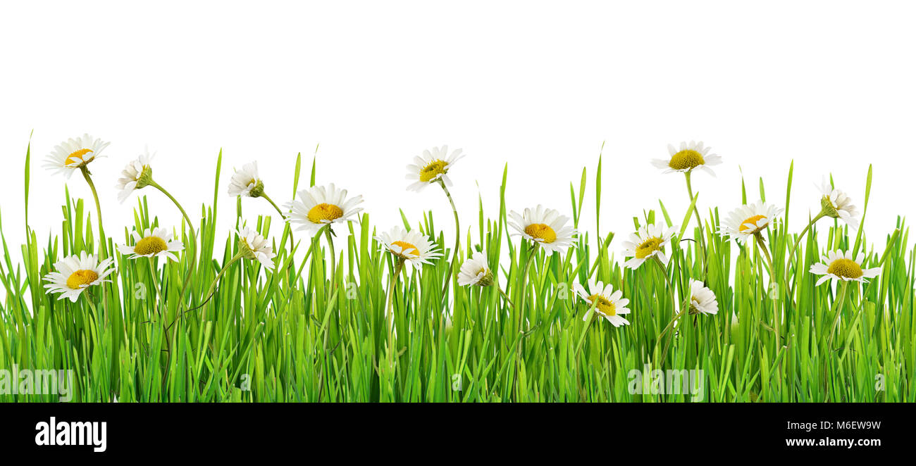 Grass and daisy flowers row isolated on white background Stock Photo ...