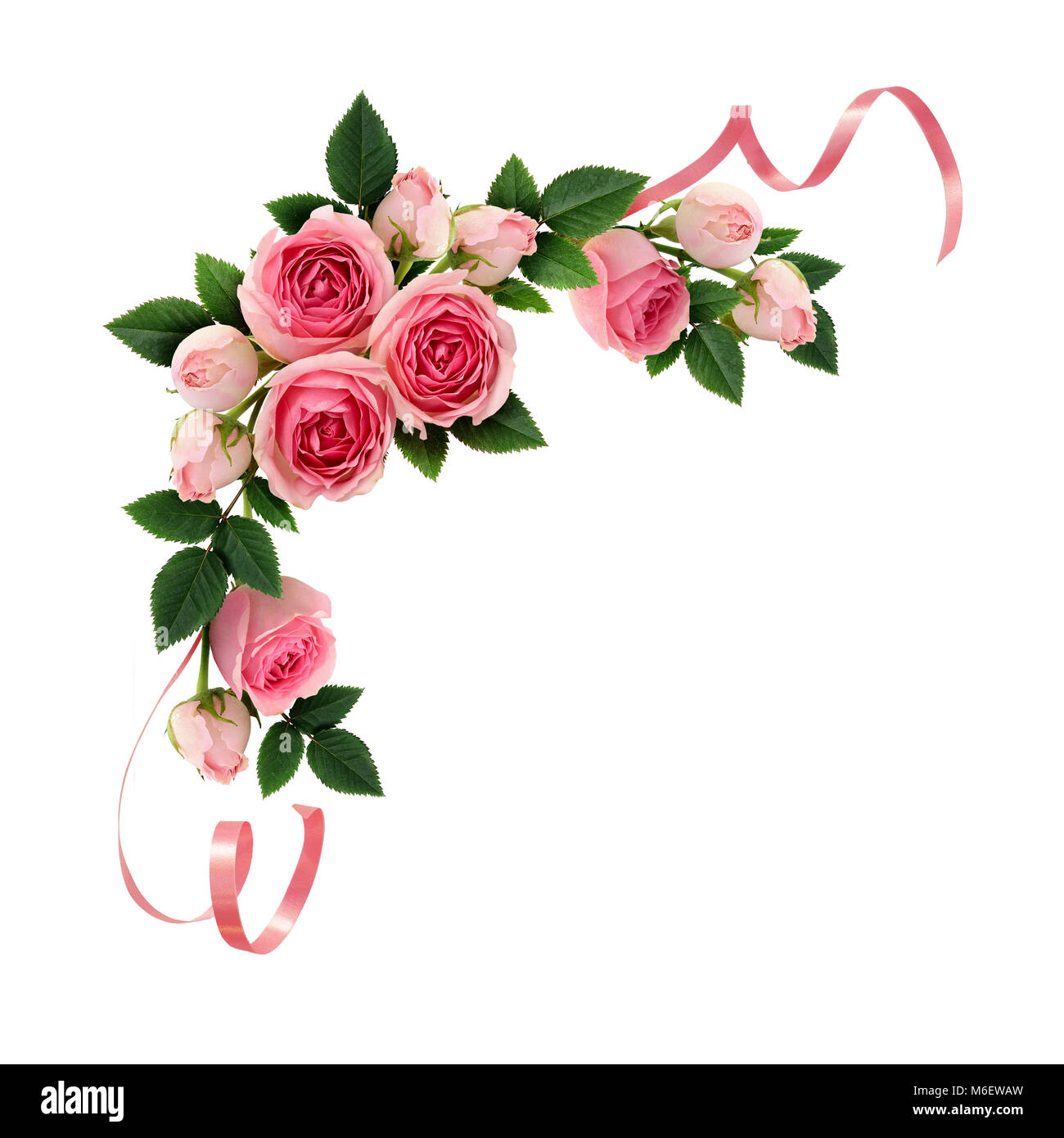 Pink rose flowers and ribbons corner arrangement isolated on white ...