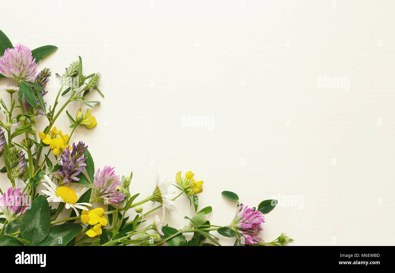 Wild flowers corner on white paper background. Top view, flat lay Stock ...