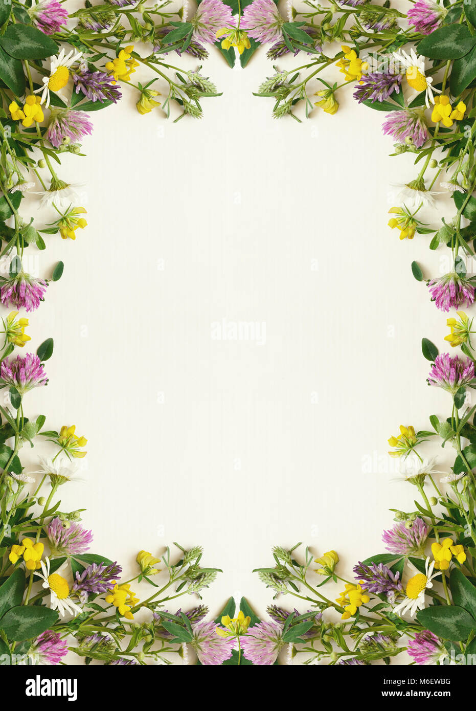 Wild flowers frame on white paper background. Top view, flat lay Stock ...
