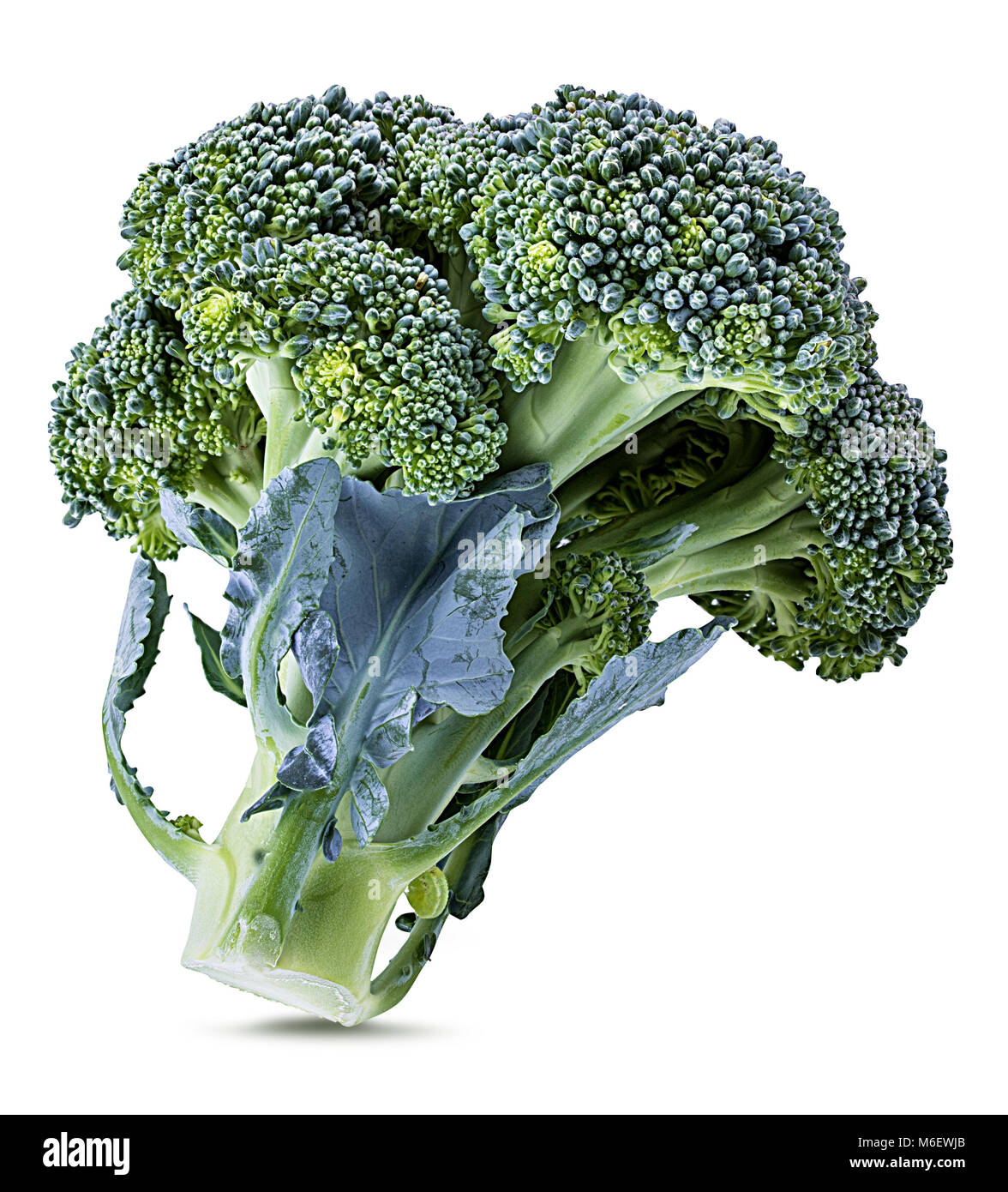 Broccoli isolated on white background Stock Photo - Alamy
