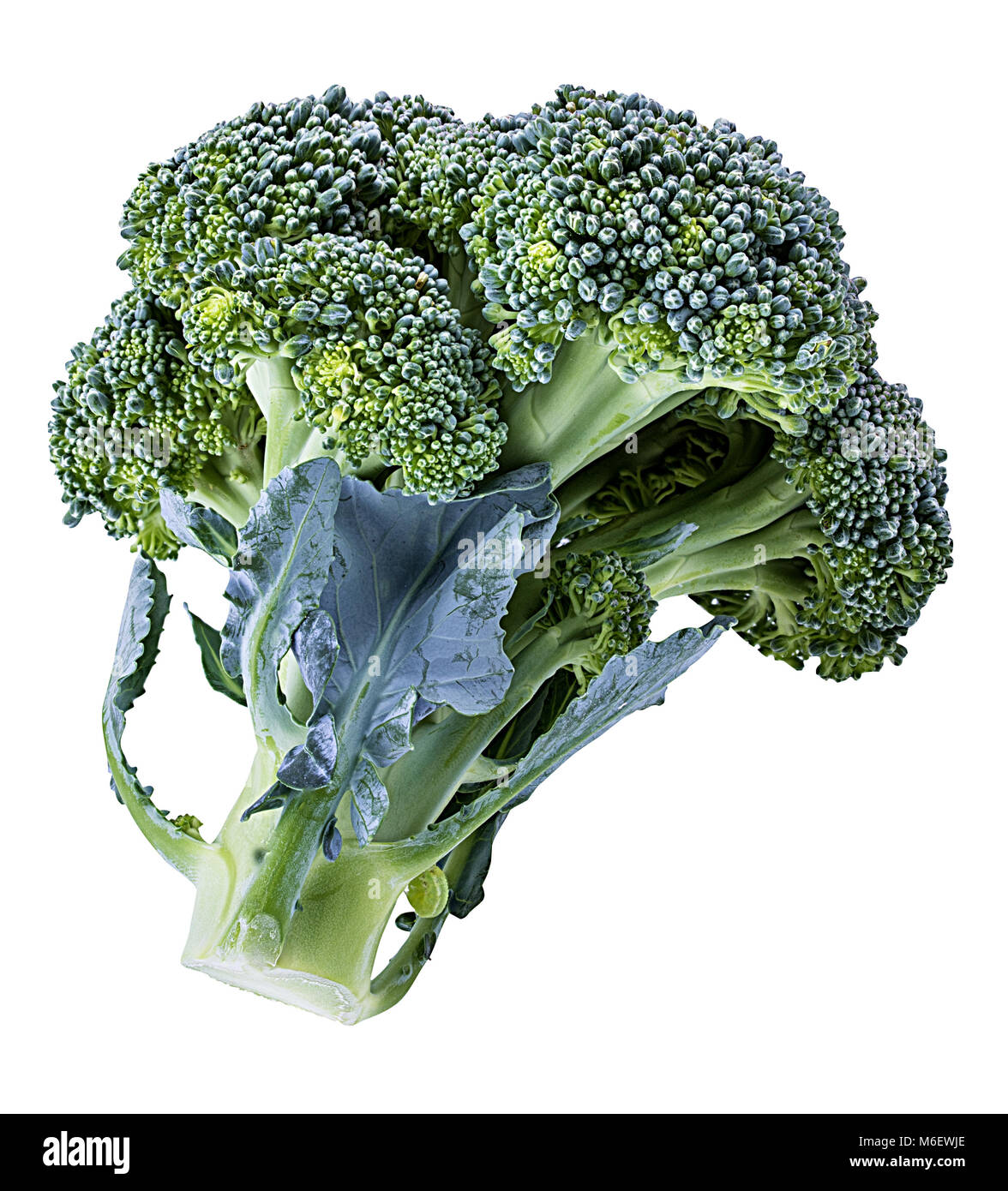 Broccoli isolated on white background Stock Photo - Alamy