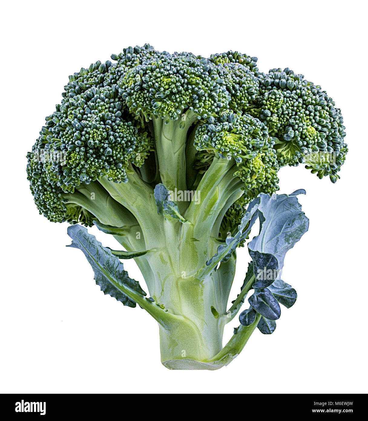 Broccoli isolated on white background Stock Photo - Alamy