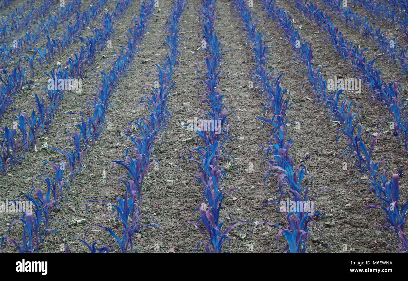 culture of abstract modified genetic plants on the field Stock Photo ...