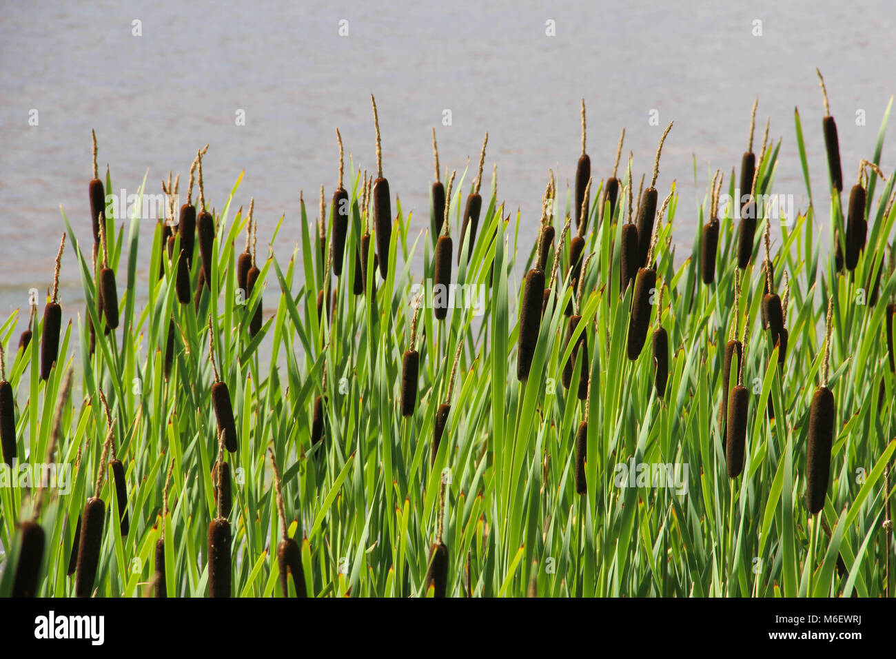 Bulrush plants hi-res stock photography and images - Alamy