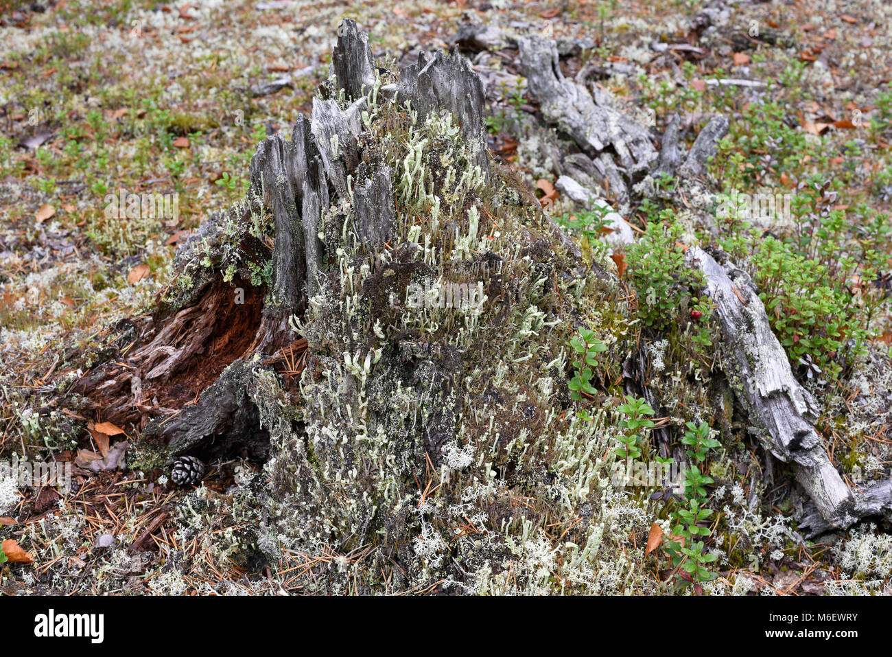 Decaying tree roots and diverse flora in the woods around Hotel ...